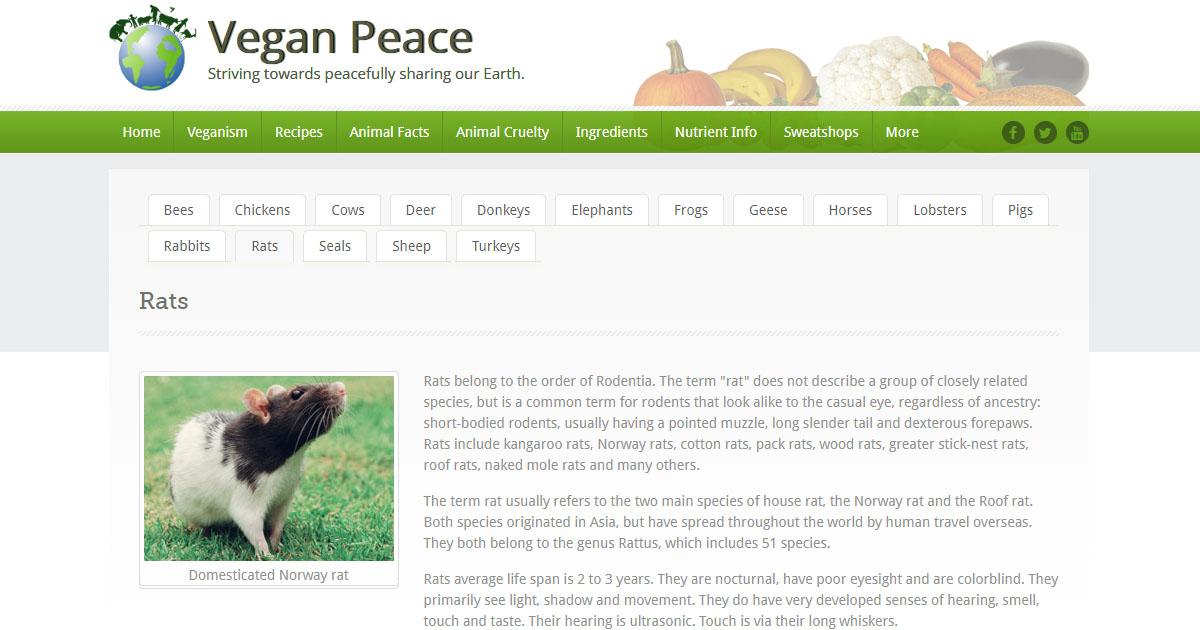 Animal Facts - Rats